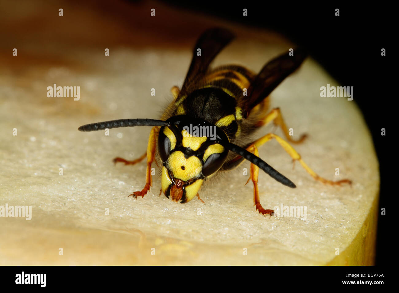 Extreme close up image wasps hi-res stock photography and images - Alamy