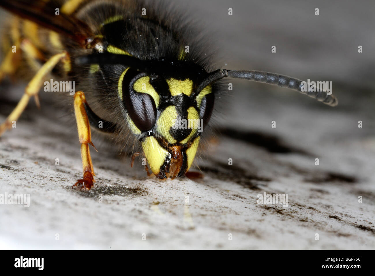 Hungry Wasp High Resolution Stock Photography and Images - Alamy