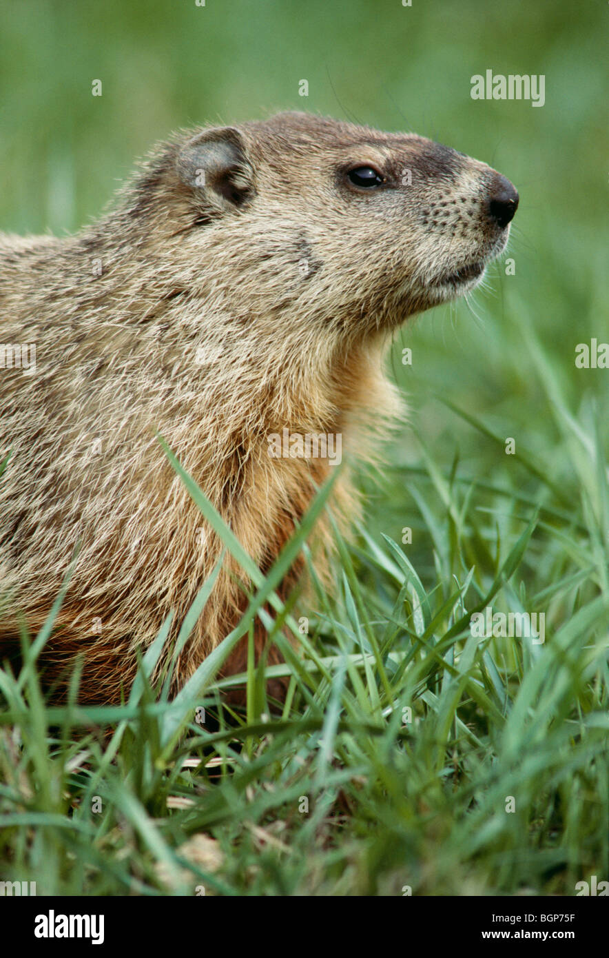 A Marmot, USA Stock Photo - Alamy