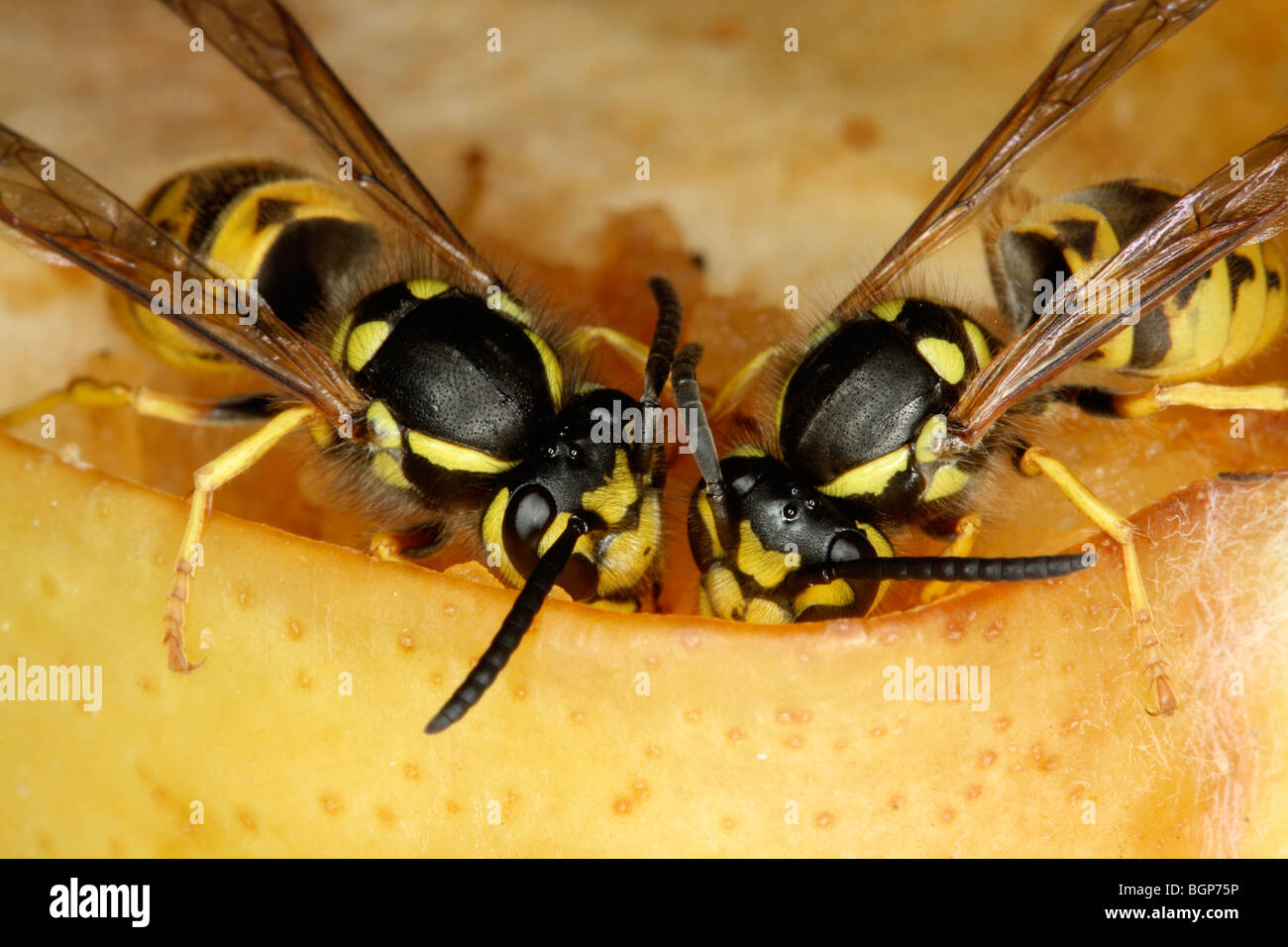 Detail close up scandinavia fruit fruits hi-res stock photography and ...