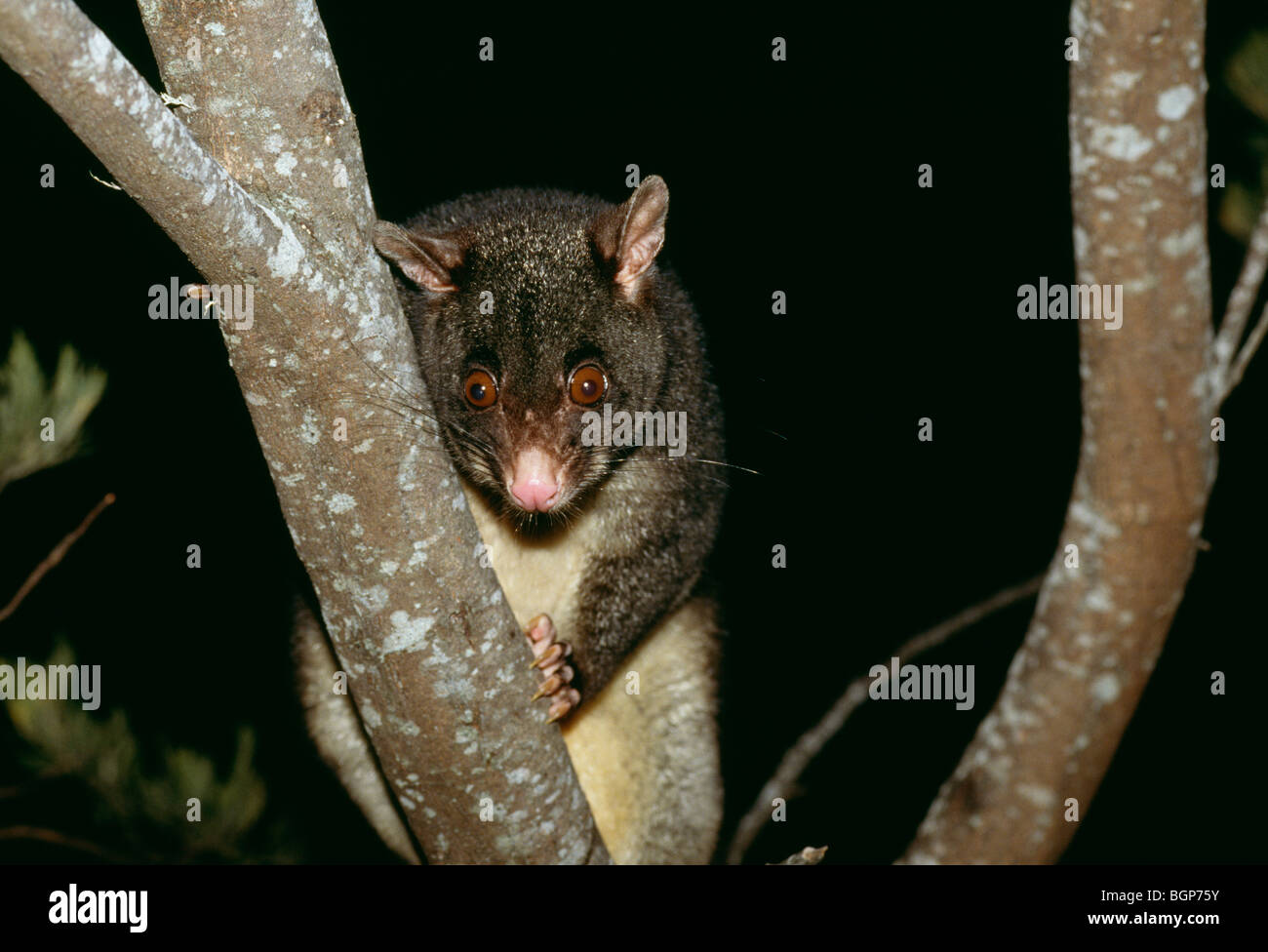 Small possum hi-res stock photography and images - Alamy