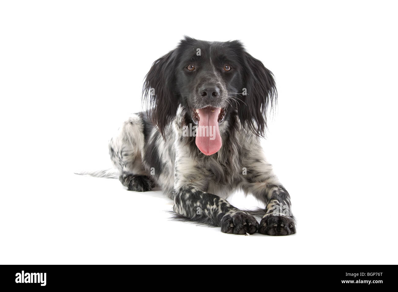 Close up of large Munsterlander dog, isolated on white background Stock ...