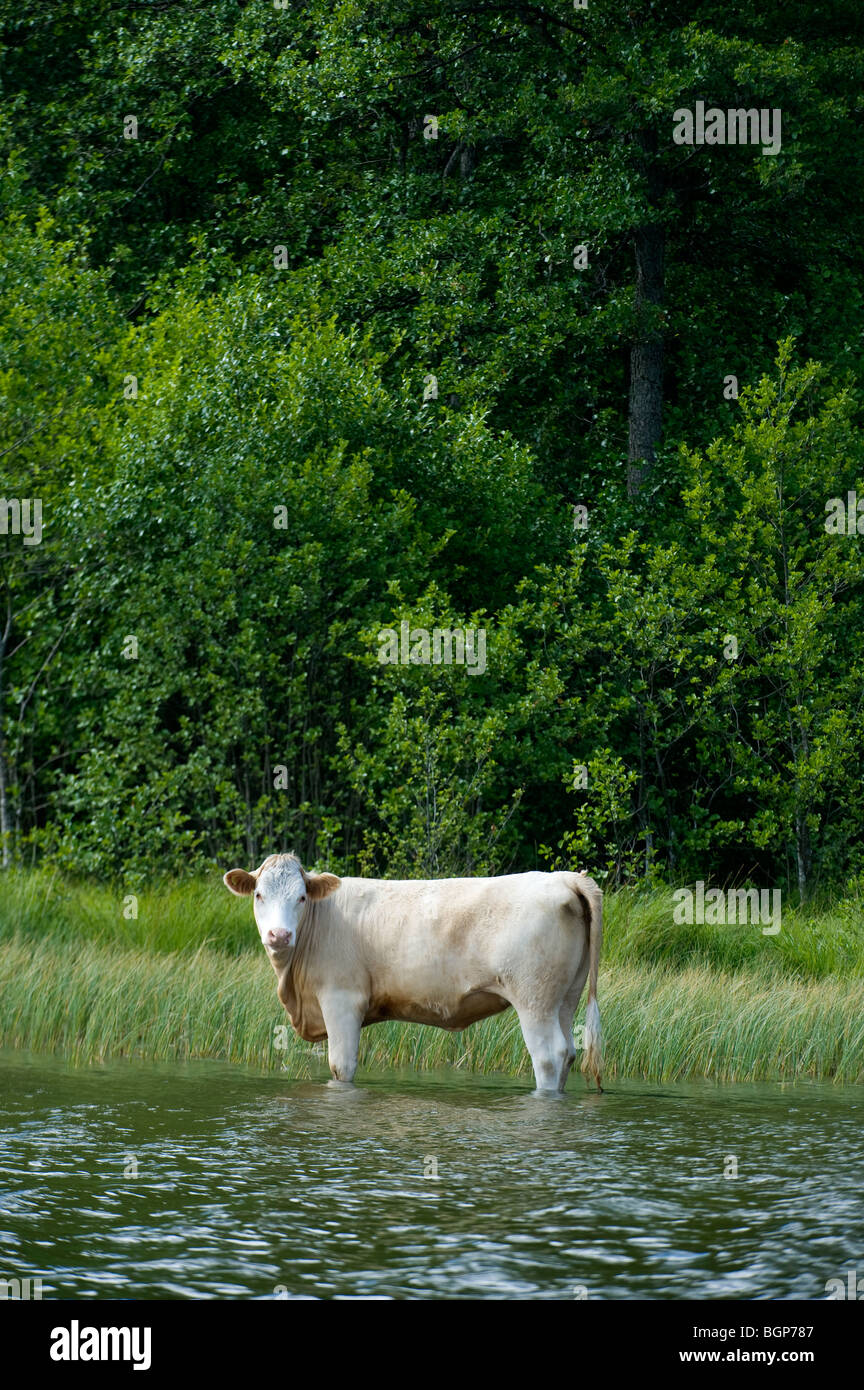 Bull water farming hi-res stock photography and images - Alamy