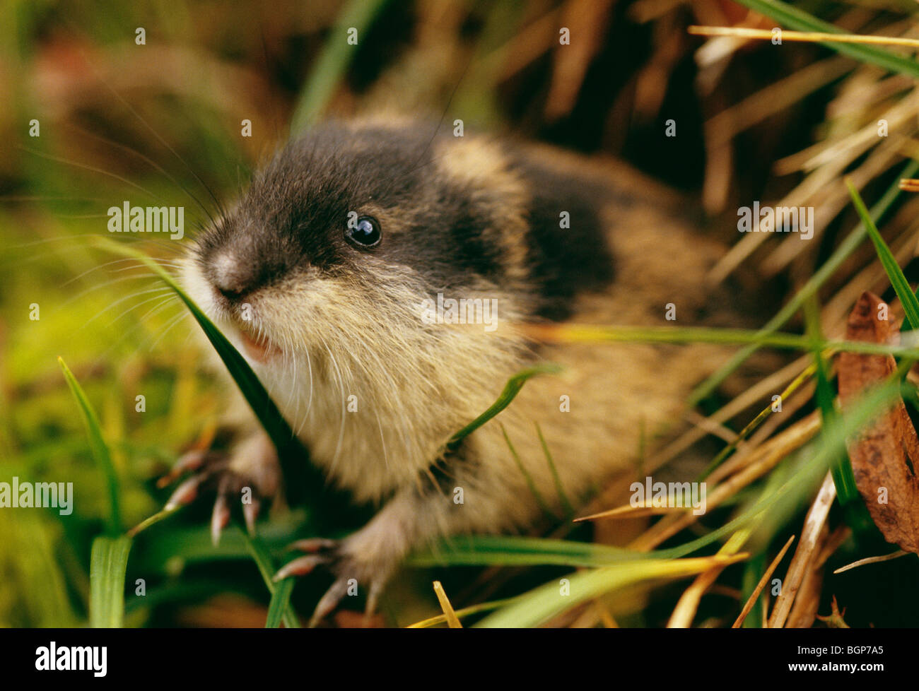 Norway Lemming Lemmus Lemmus High Resolution Stock Photography and ...