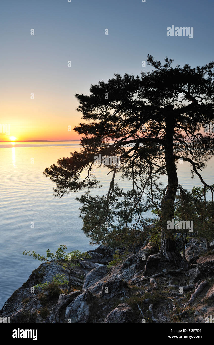 Pine tree, Vattern, Ostergotland, Sweden Stock Photo - Alamy