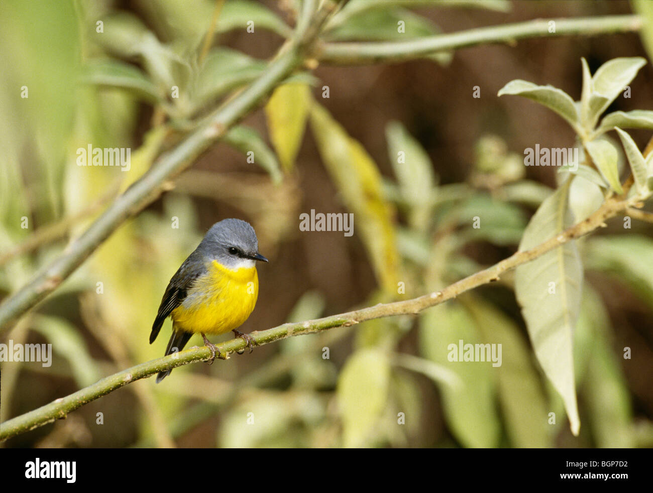 Queensland eastern yellow robin hi-res stock photography and images - Alamy