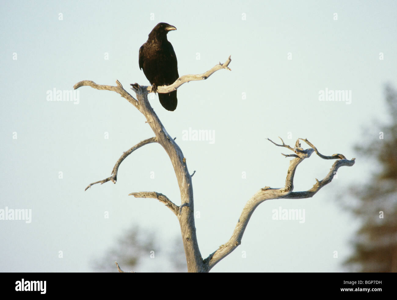 A raven in a tree, Vasterbotten, Sweden Stock Photo - Alamy
