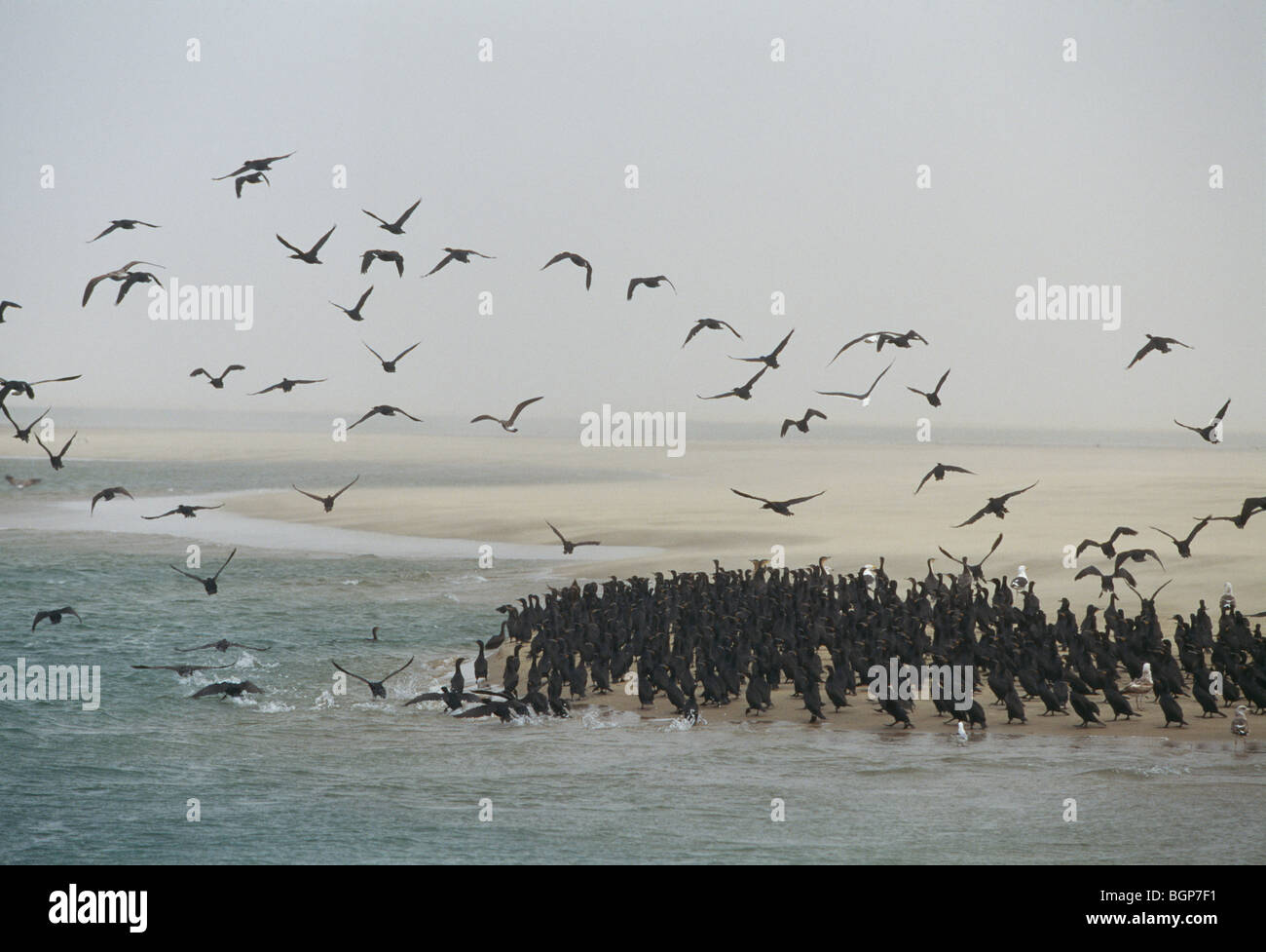 Cape cormorant on a beach, Walvis bay, Namibia Stock Photo - Alamy