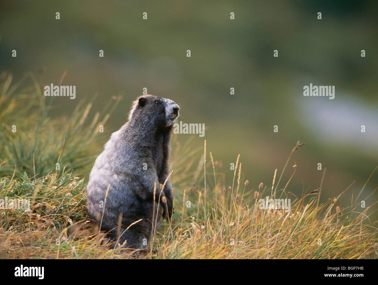 A marmot, USA Stock Photo - Alamy