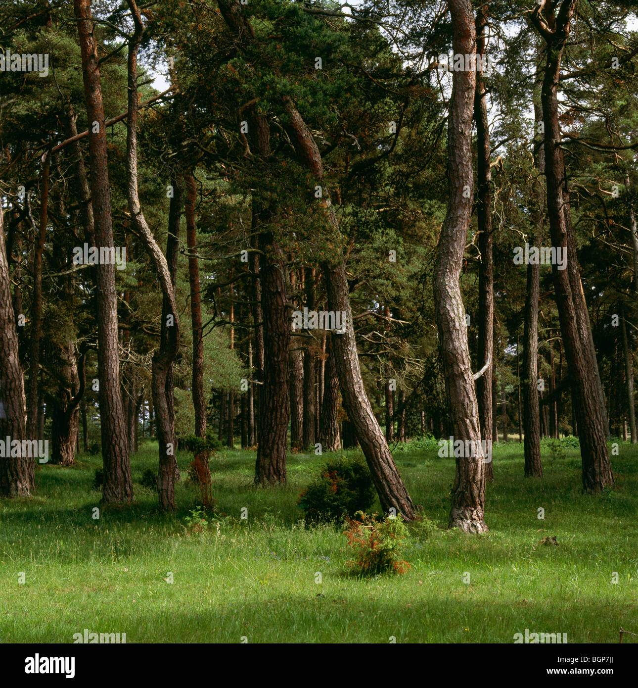 Pinewood forests hi-res stock photography and images - Alamy