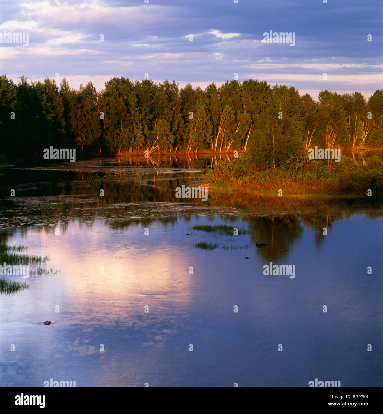 Birch-tree forest by Torne river, Norrbotten, Sweden Stock Photo - Alamy