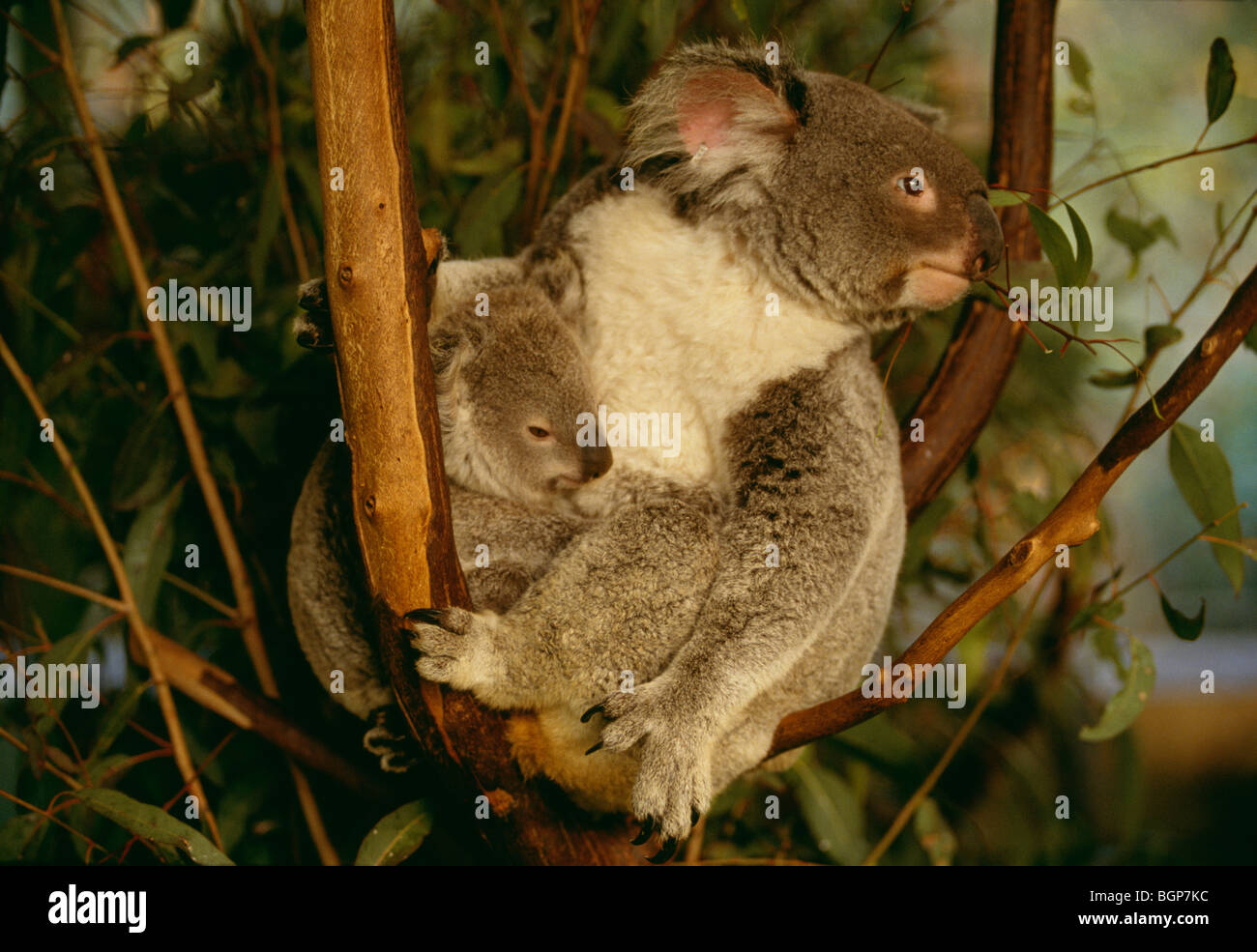 A koala bear in a tree, Australia Stock Photo - Alamy