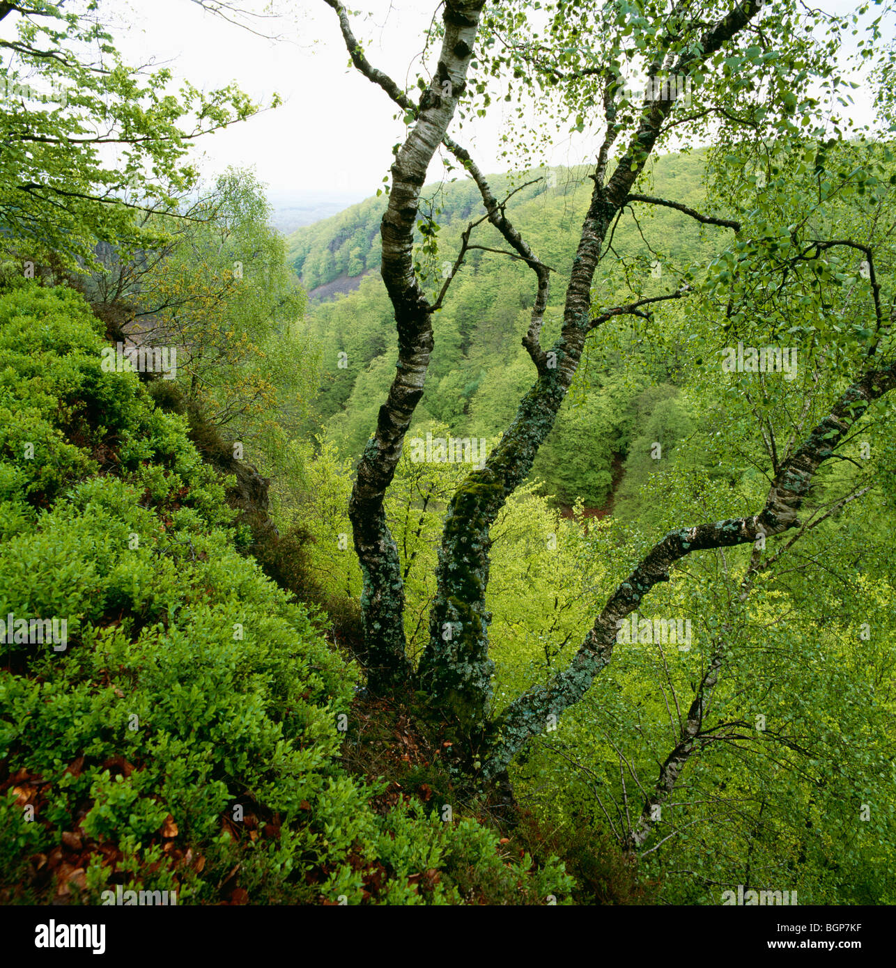 A birch-tree and moss, Skane, Sweden Stock Photo - Alamy