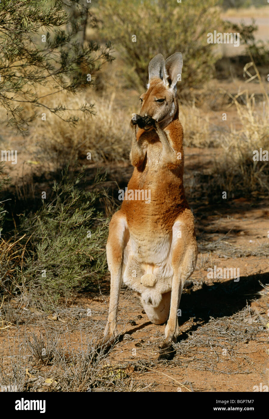 A red kangaroo, Australia Stock Photo - Alamy