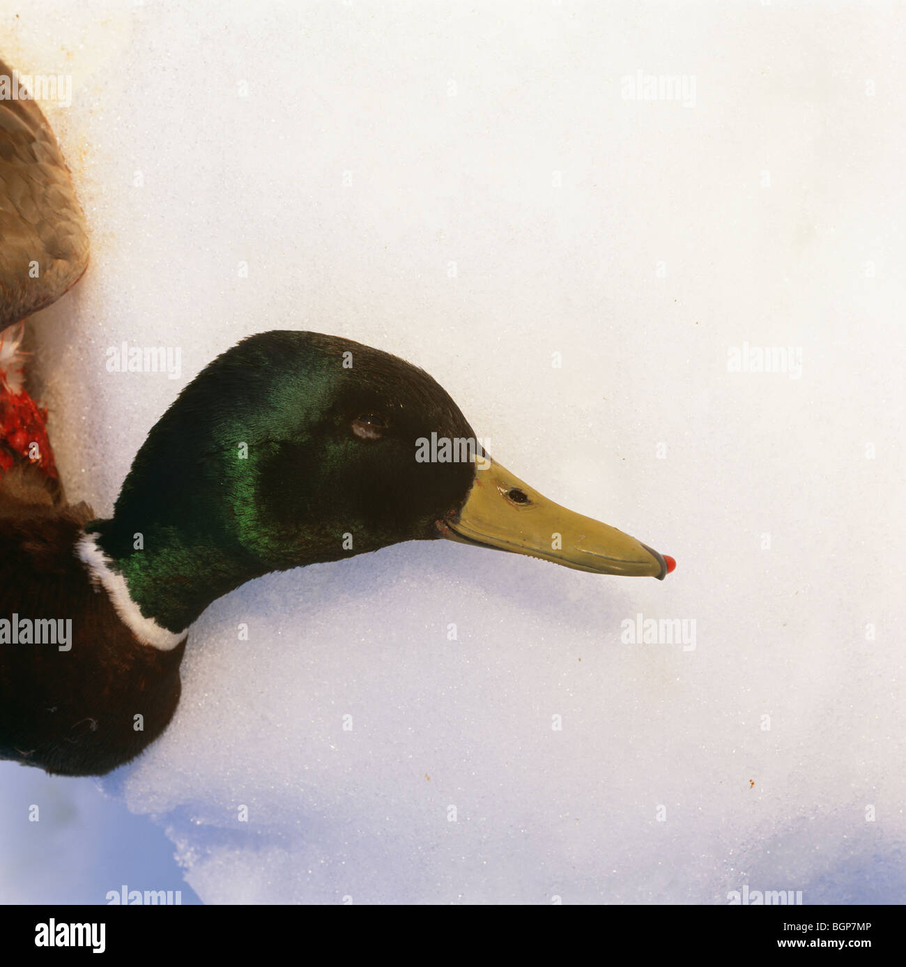 Dead malard, Sweden Stock Photo - Alamy