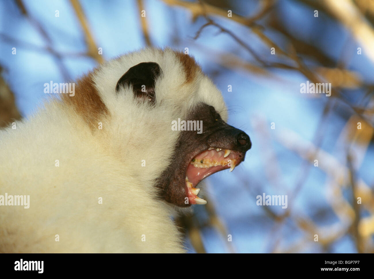 A lemur with its mouth open, MAdagascar Stock Photo - Alamy