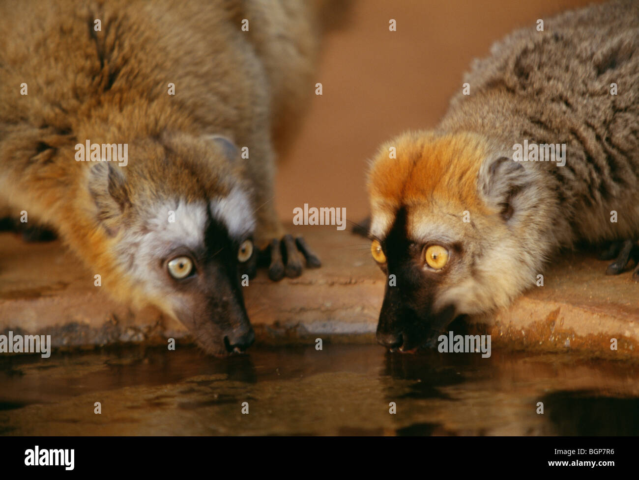 Two lemurs drinking water hi-res stock photography and images - Alamy