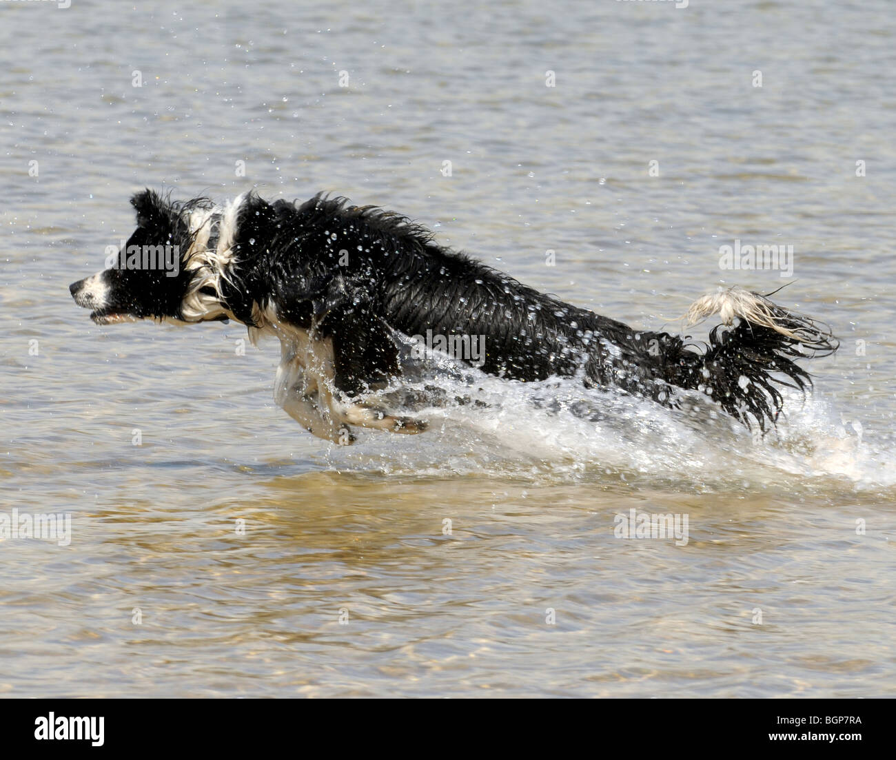 Border collie jumping in the sea Stock Photo - Alamy