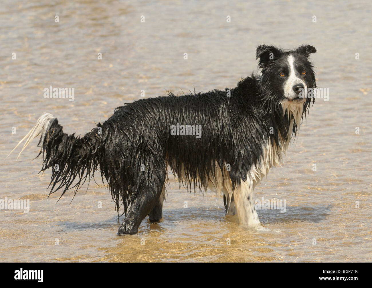 Collie dog swimming hi-res stock photography and images - Alamy