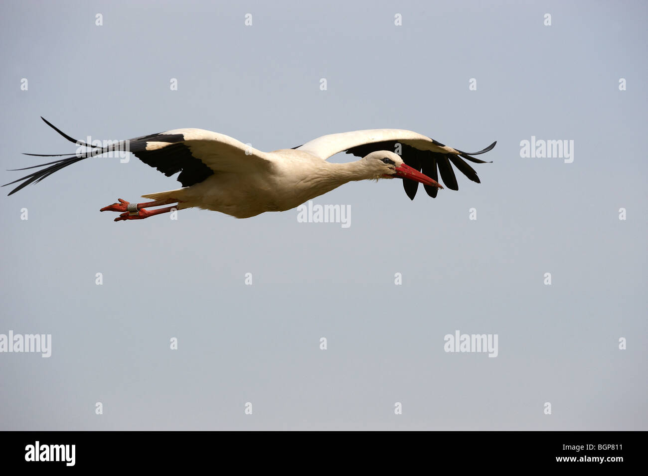 Swedish controlled hi-res stock photography and images - Alamy