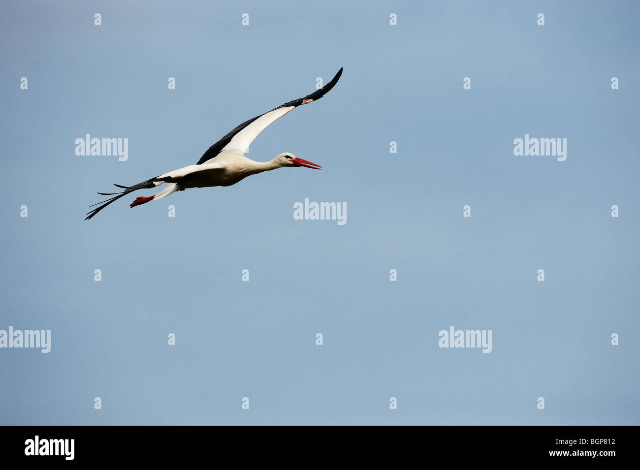 Swedish bird symbol hi-res stock photography and images - Alamy