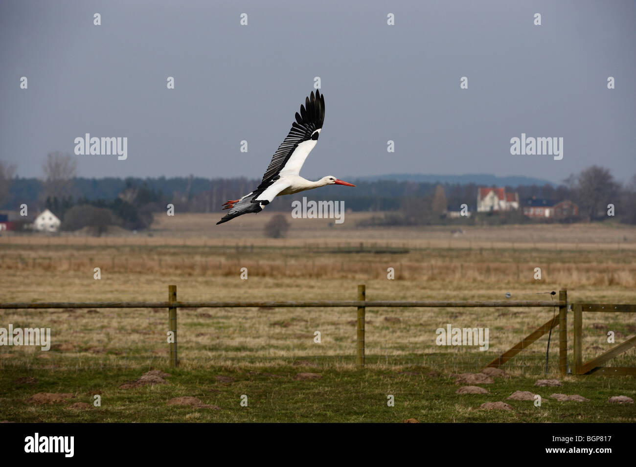 Stork, Skane, Sweden Stock Photo - Alamy