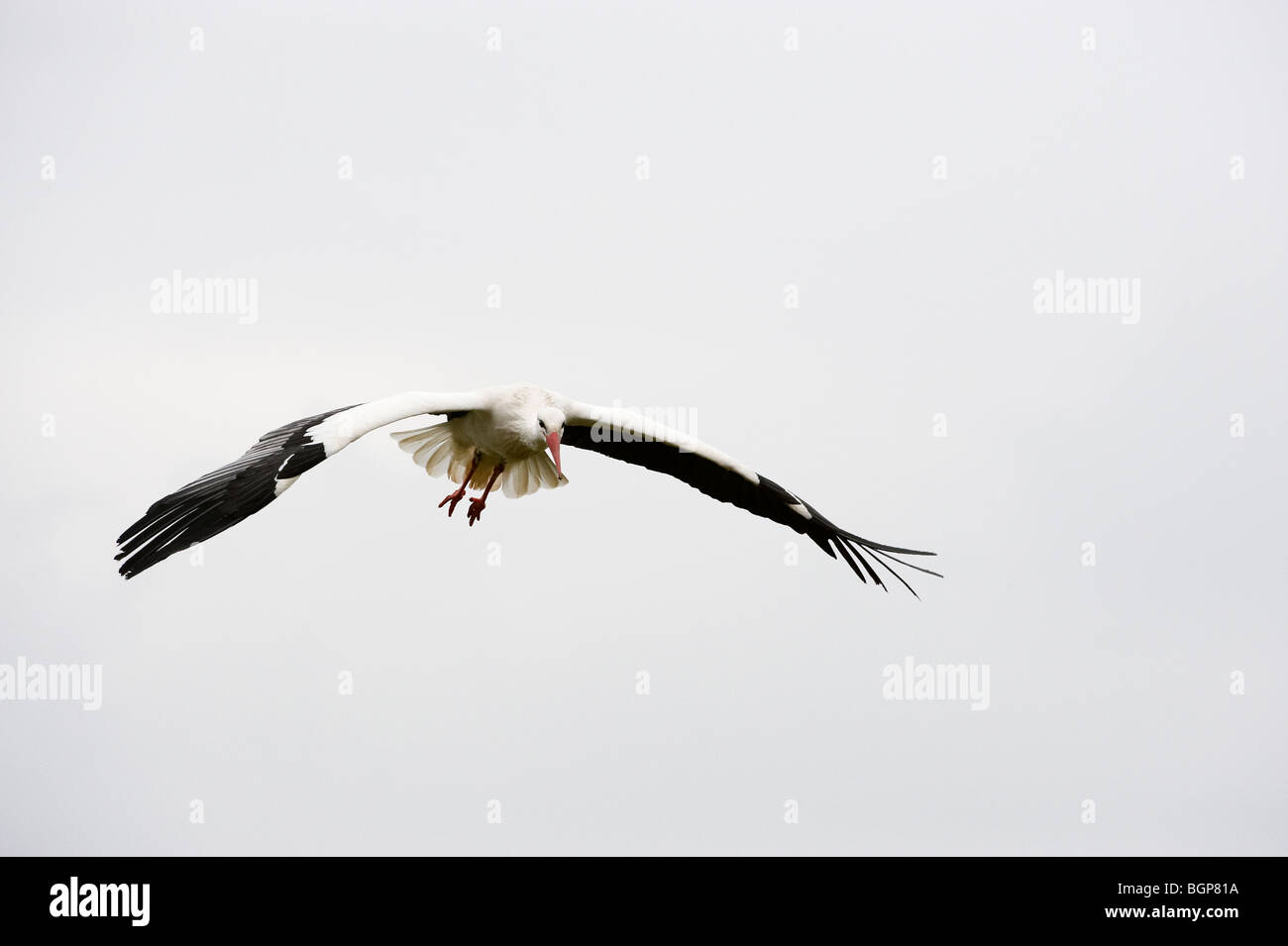Stork, Skane, Sweden Stock Photo - Alamy