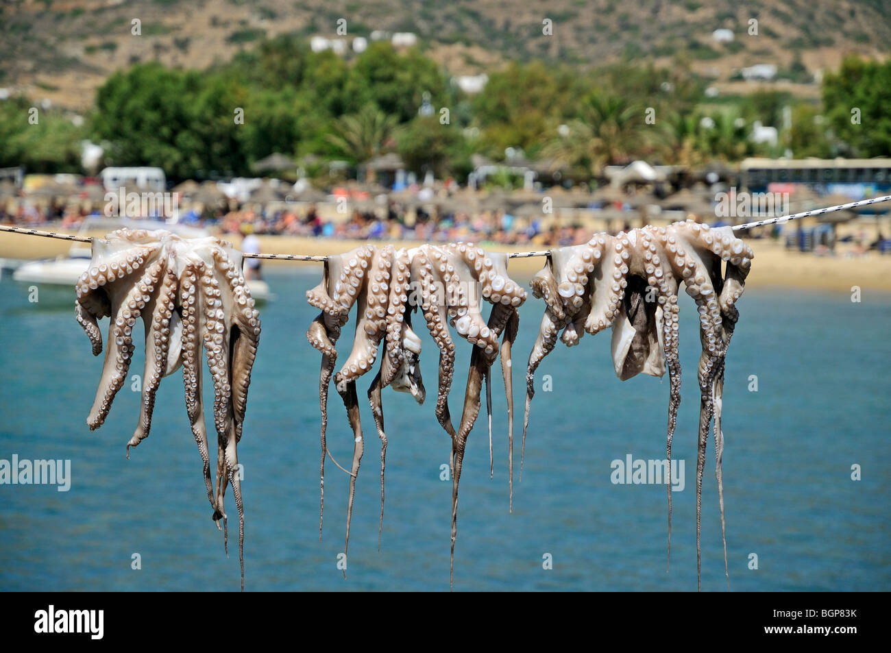 Octopuses on beach hi-res stock photography and images - Alamy
