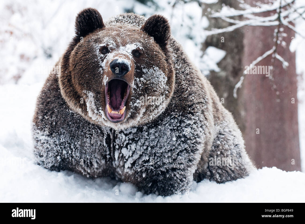 The bear is hungry and is screaming Stock Photo - Alamy
