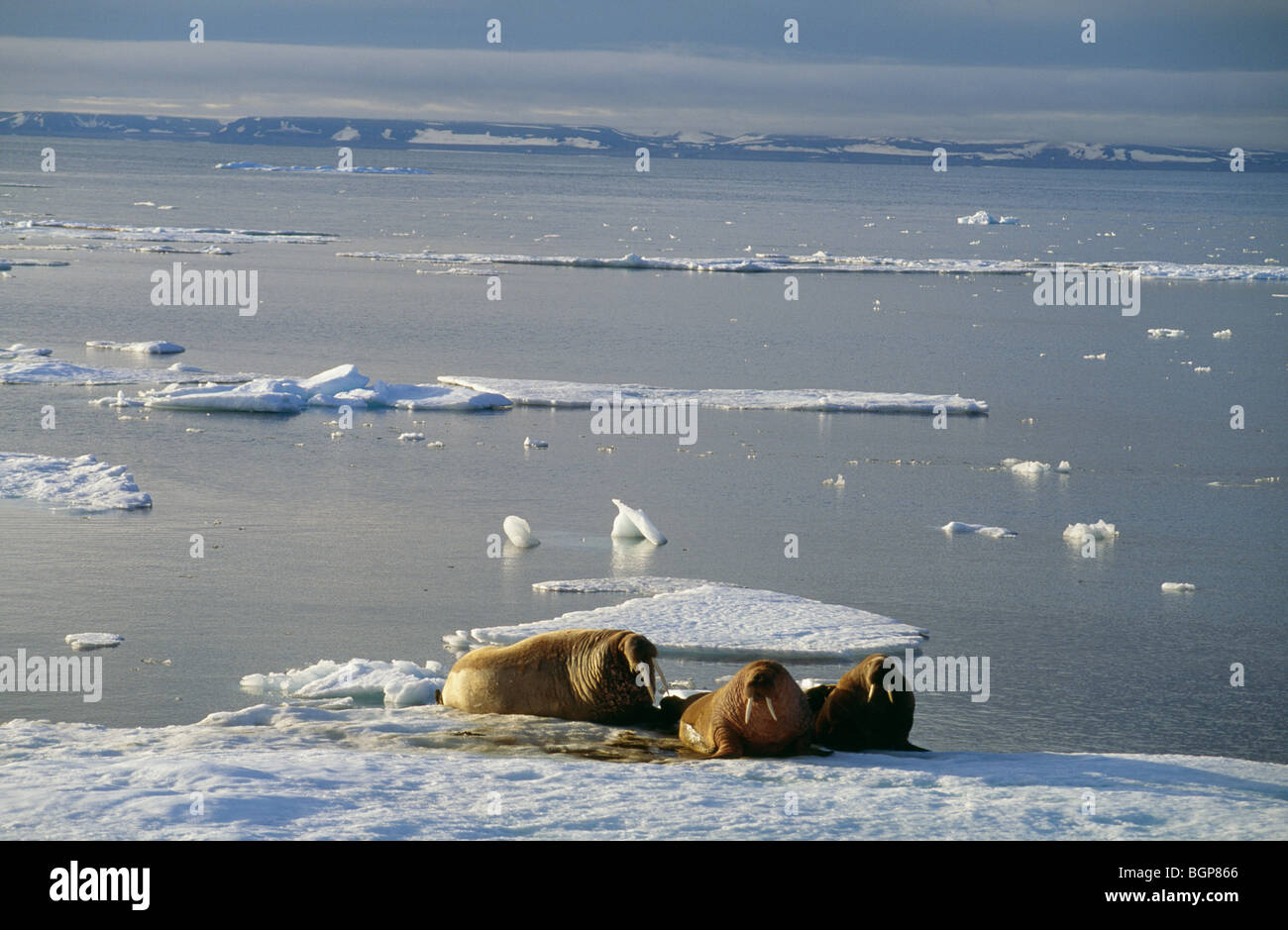 Walrus Body High Resolution Stock Photography and Images - Alamy
