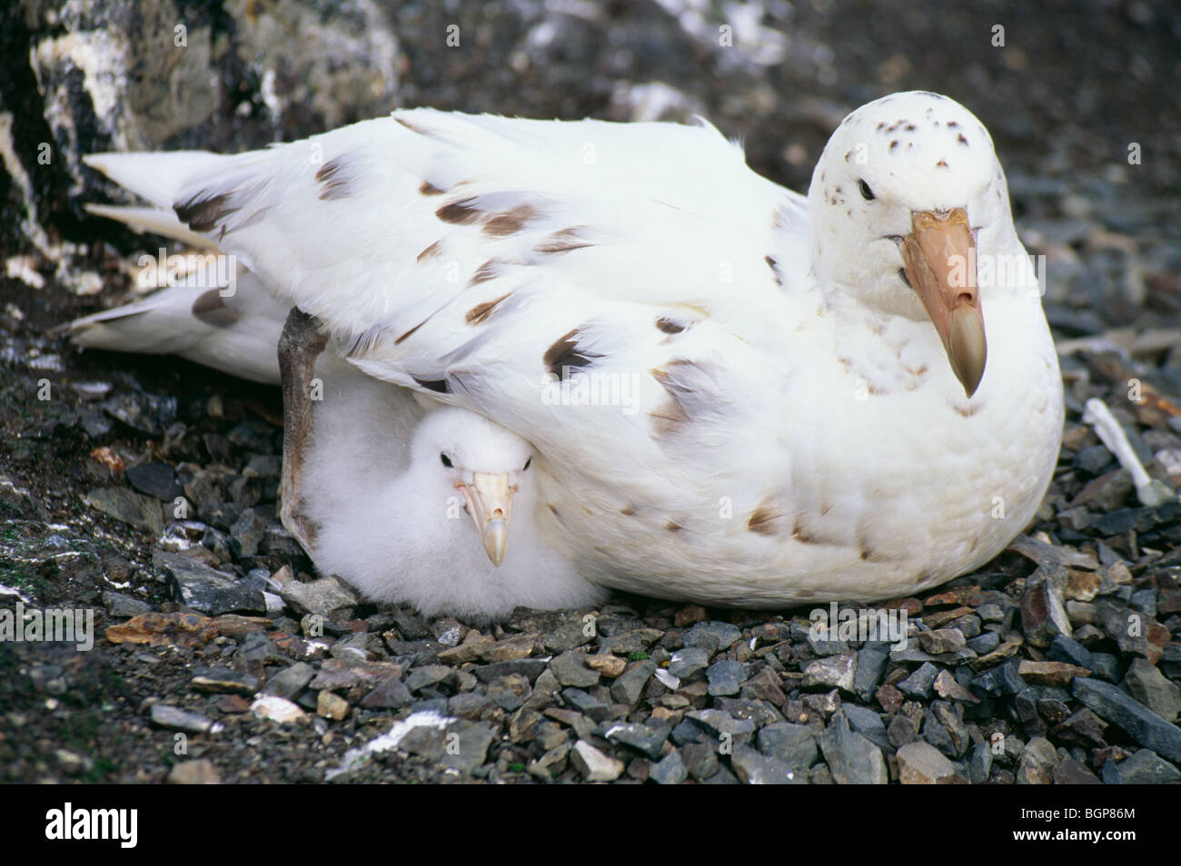 Antarctic Giant Petrel Up Close High Resolution Stock Photography and ...