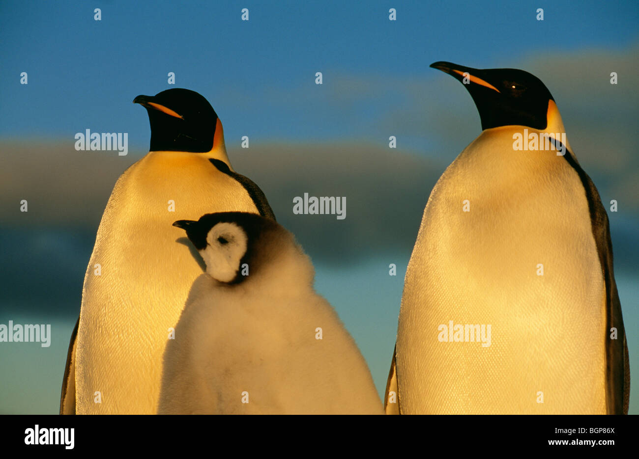 Antarctica Antarctic Penguin Emperor Penguin High Resolution Stock ...
