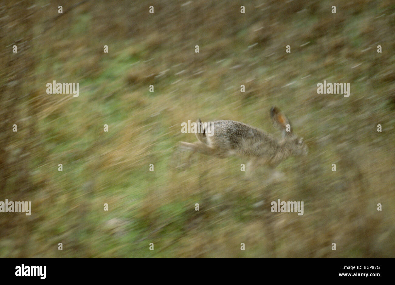 A hare jumping Stock Photo - Alamy
