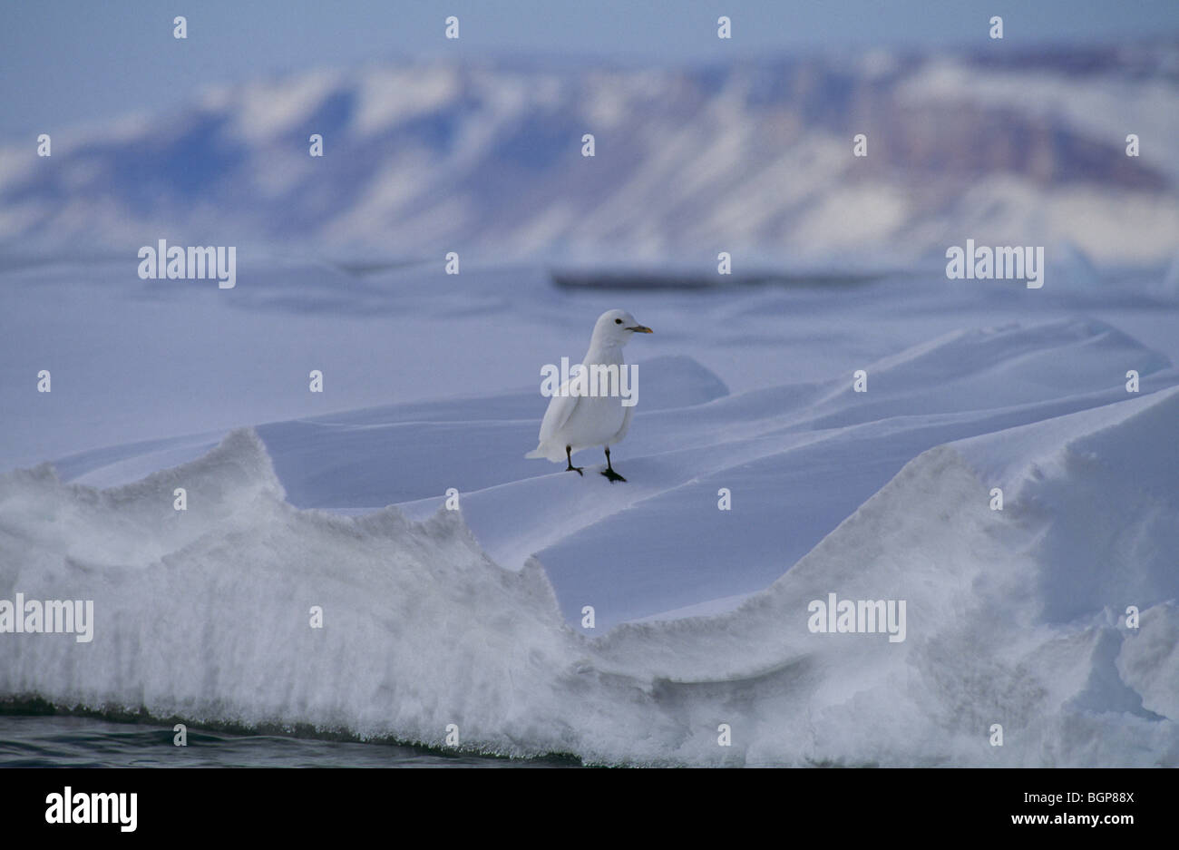 An ivory gull, Greenland Stock Photo - Alamy