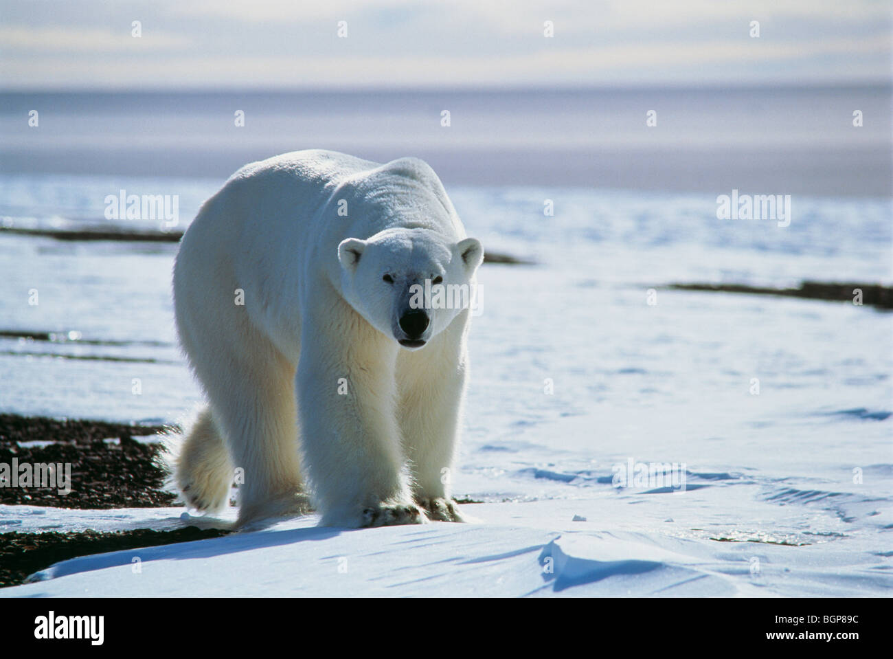 A polar bear, Greenland Stock Photo - Alamy
