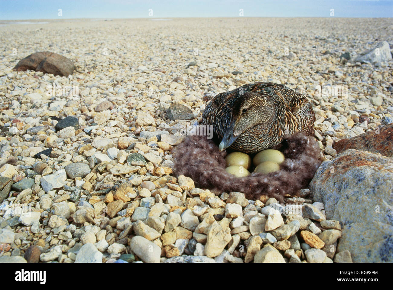 An eider duck brooding on eggs Stock Photo - Alamy