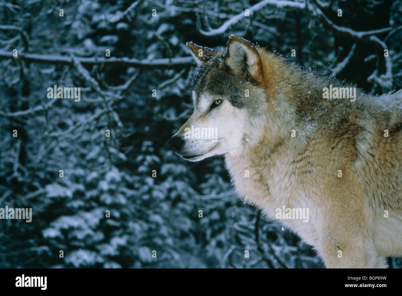 Forest landscape wolf hi-res stock photography and images - Alamy