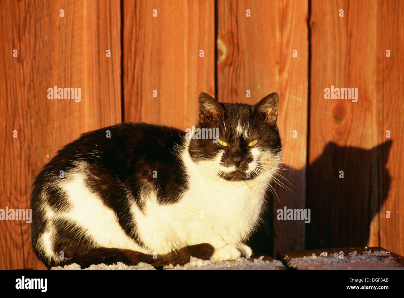 A cat enjoying the sun, Sweden Stock Photo - Alamy