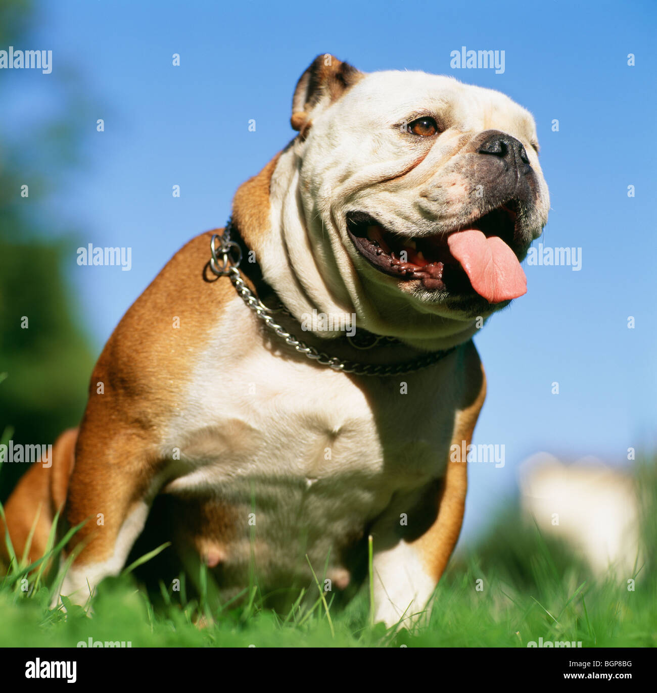 Hefty dog hi-res stock photography and images - Alamy