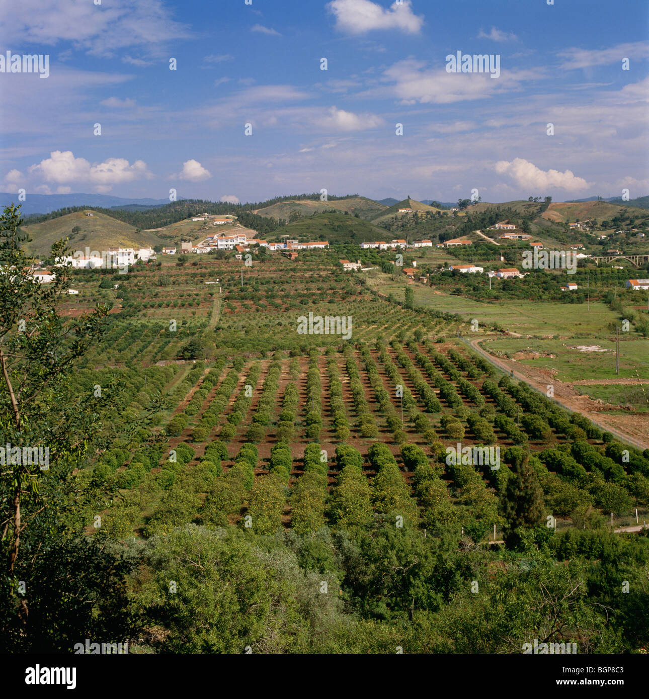 View of orange plantation, Portugal Stock Photo - Alamy