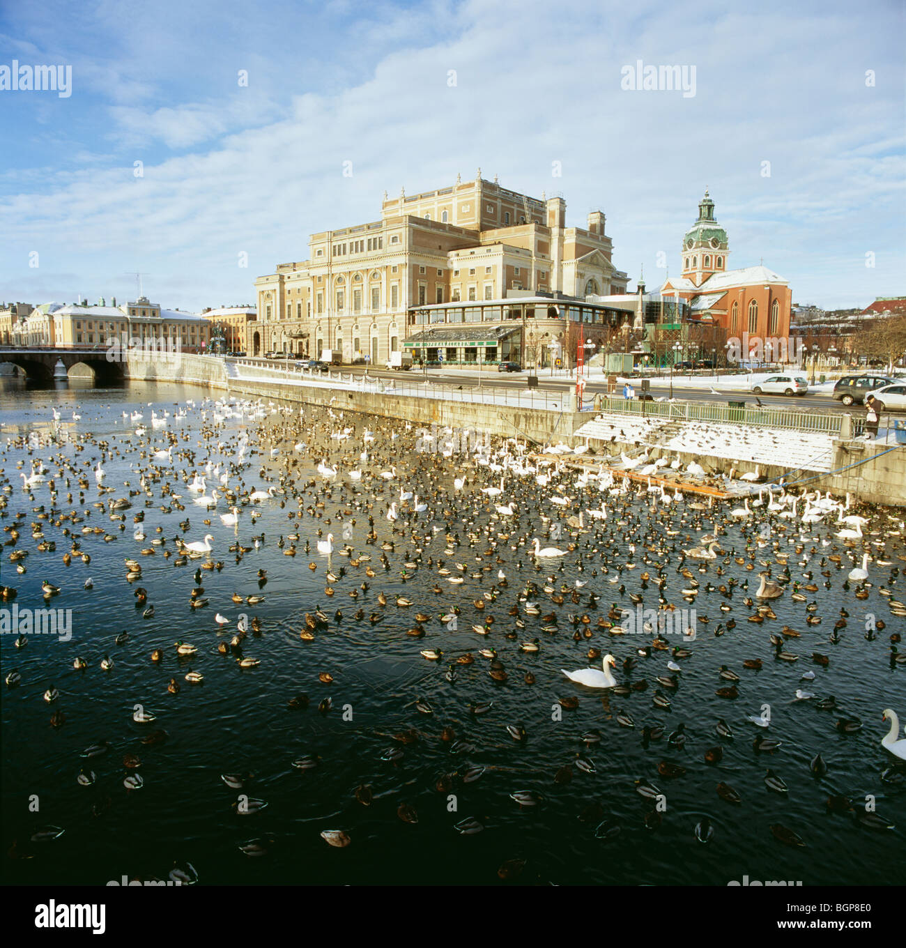 Birds in the Stockholm Strom, Stockholm, Sweden Stock Photo - Alamy