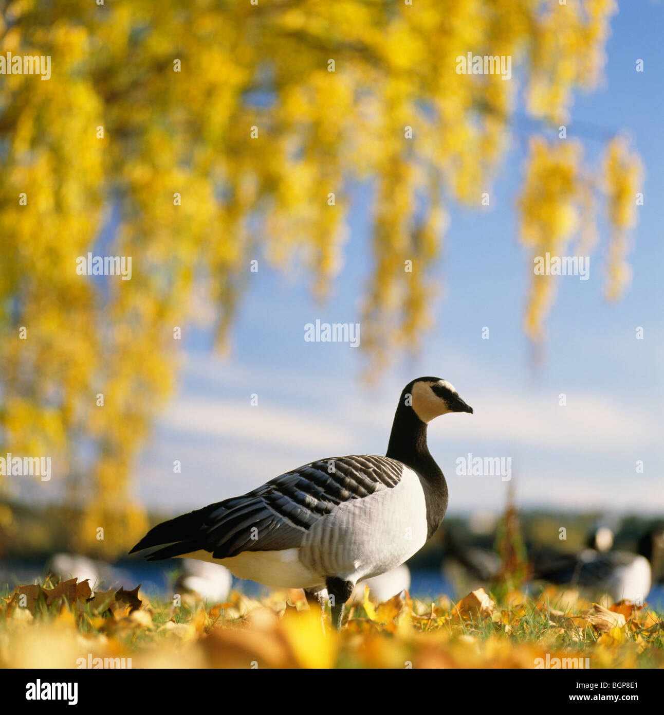 A barnacle goose Stock Photo - Alamy