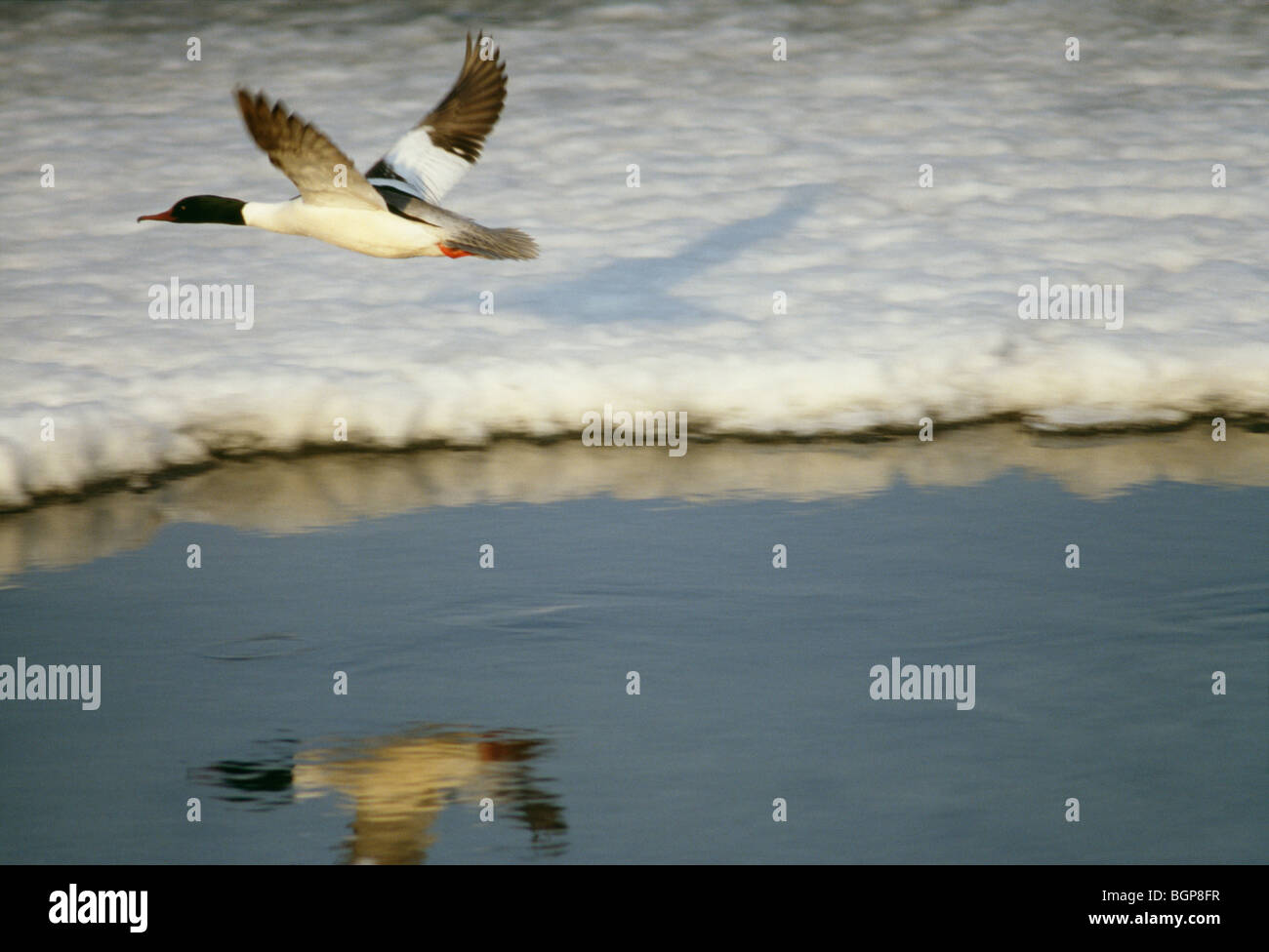 A goosander, Vasterbotten, Sweden Stock Photo - Alamy