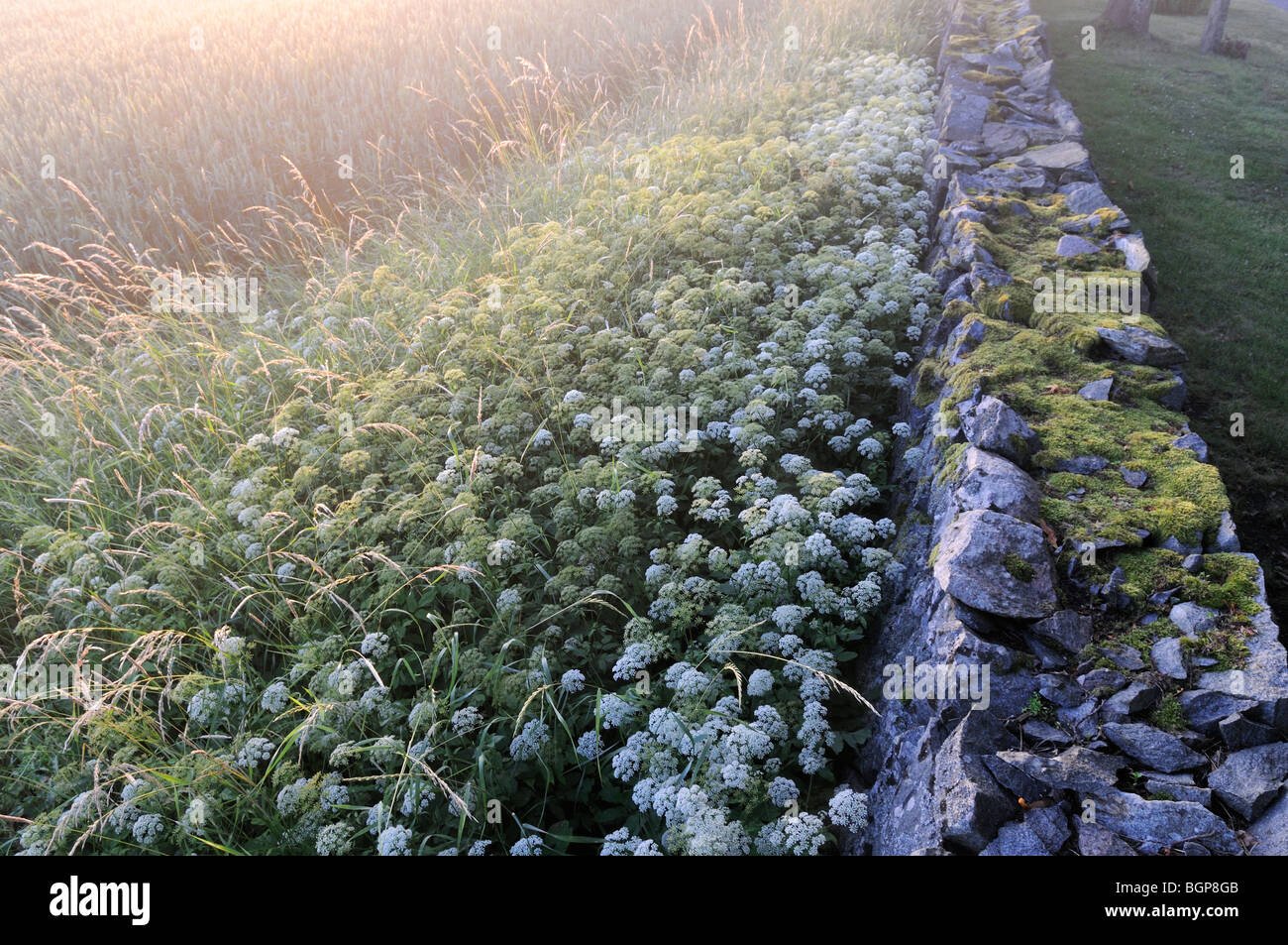 Flowers by a stone wall Stock Photo - Alamy