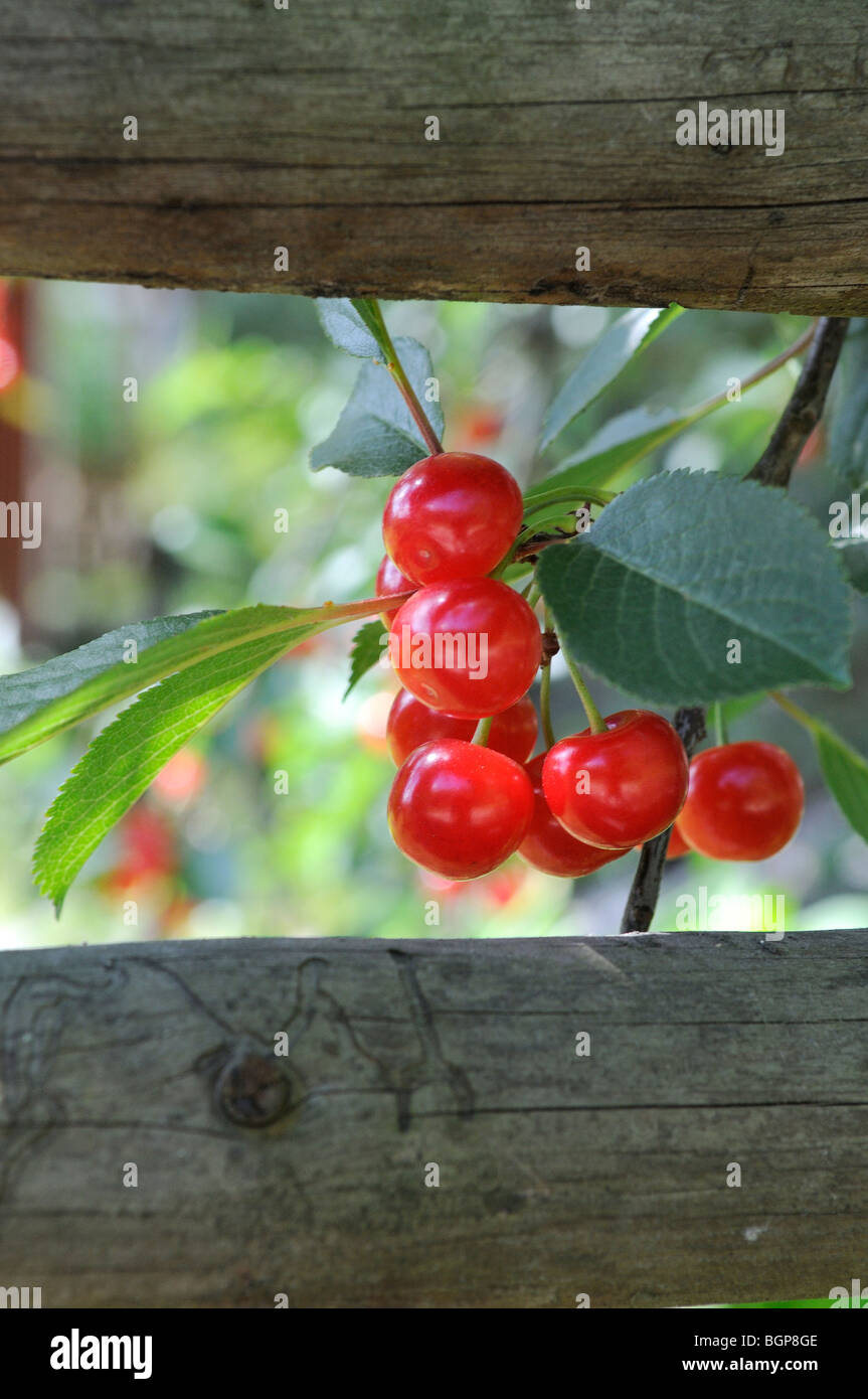 Dwarf cherry trees hi-res stock photography and images - Alamy