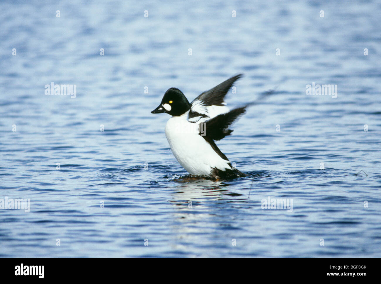 A goldeneye, Vasterbotten, Sweden Stock Photo - Alamy