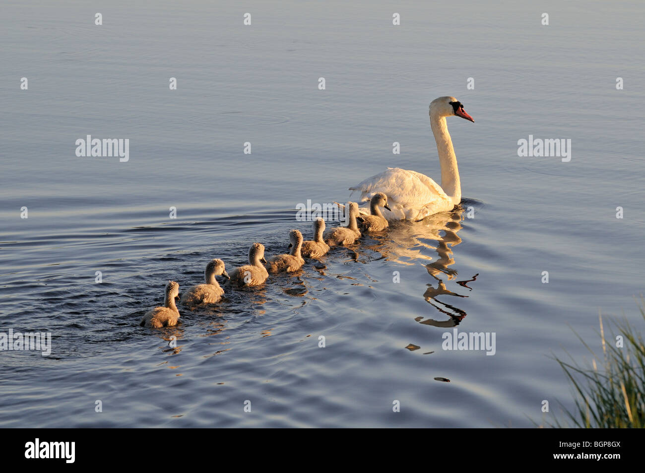 Swans in the sea, Sweden Stock Photo - Alamy