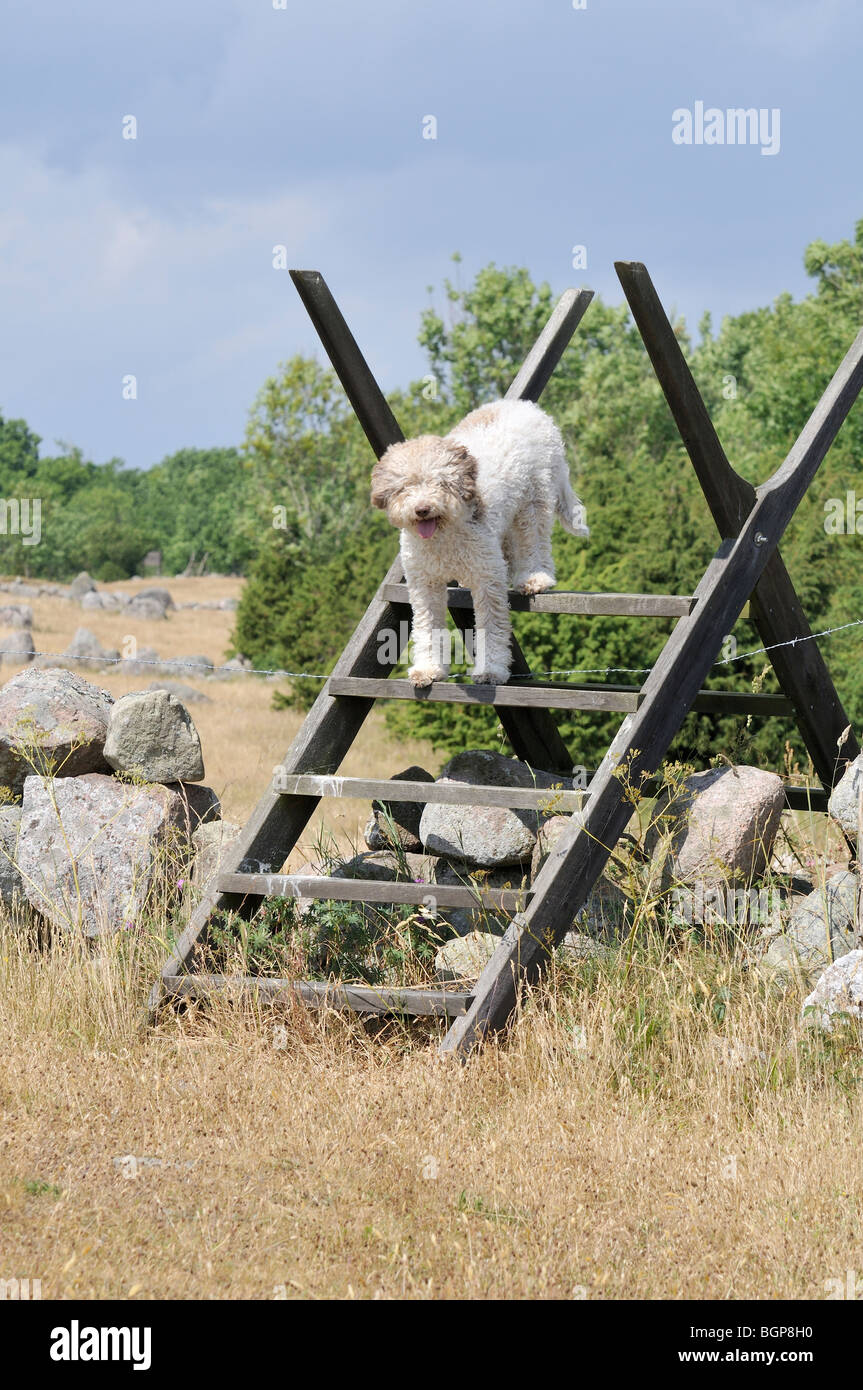 Dog stile hi-res stock photography and images - Alamy