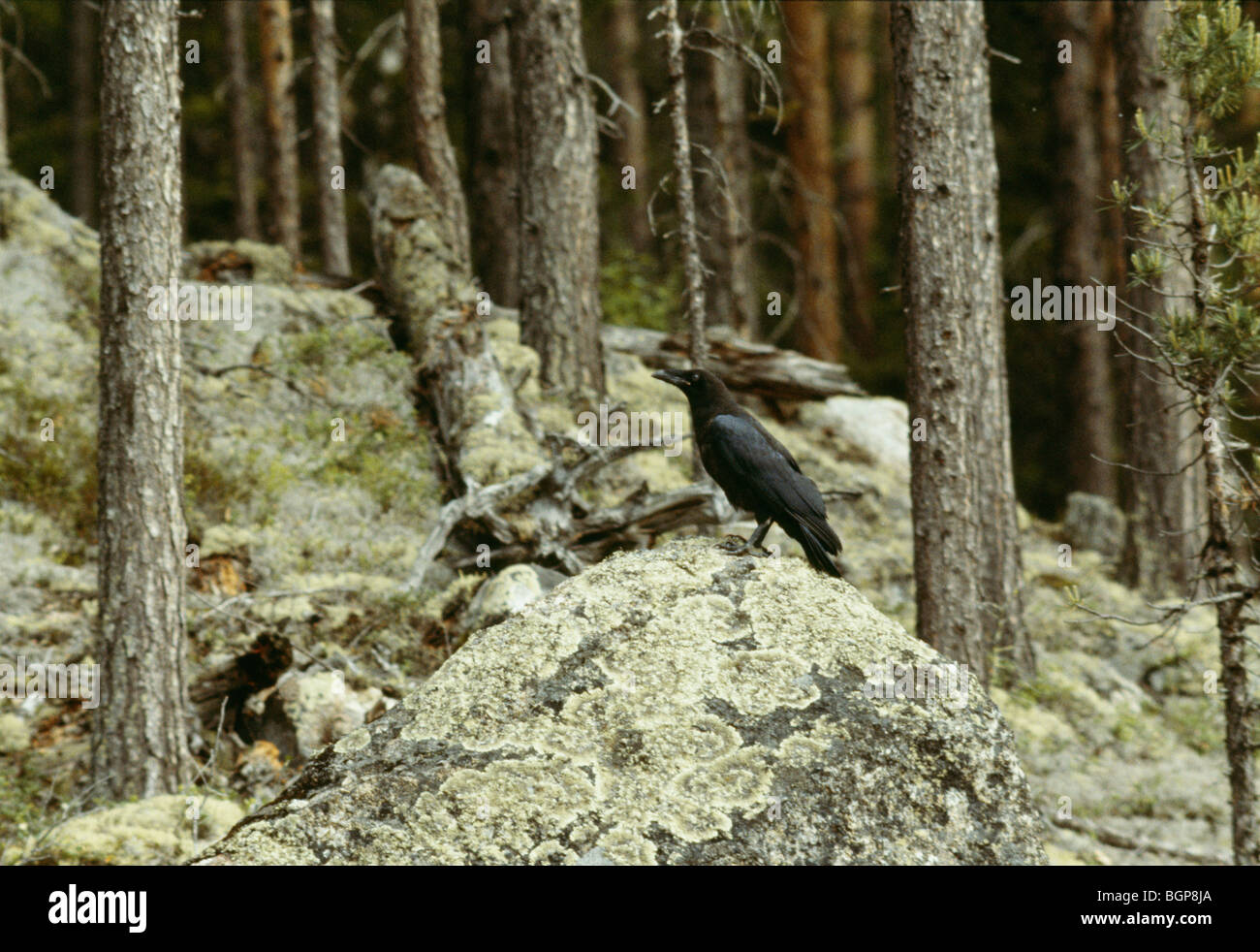 Raven theme hi-res stock photography and images - Alamy