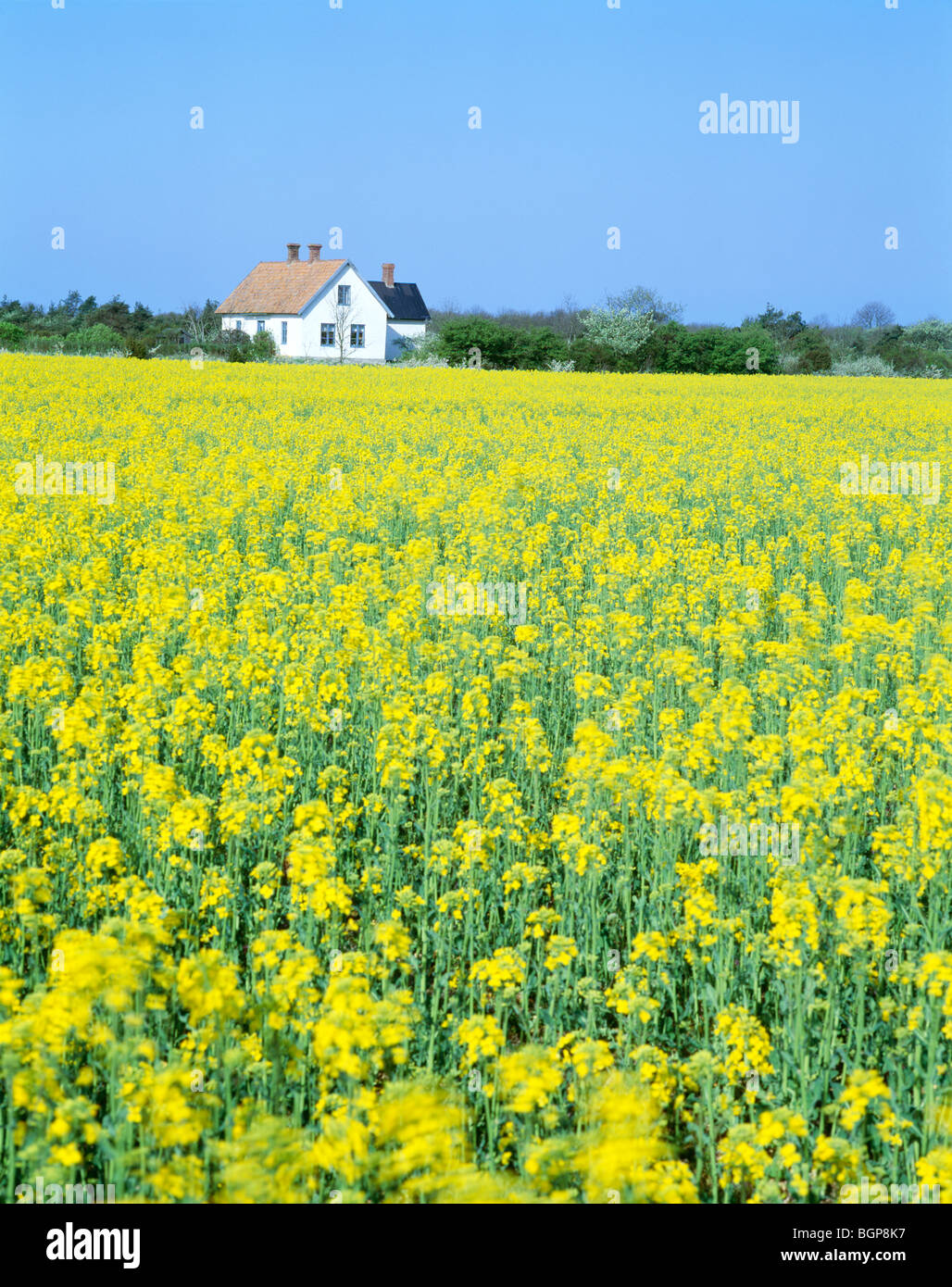 A house by a rape field, Sweden Stock Photo - Alamy